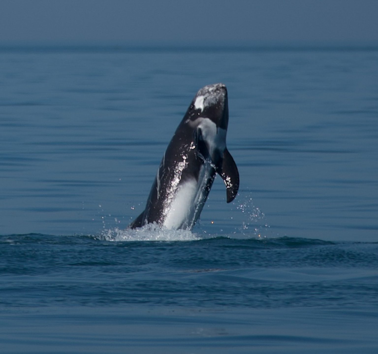 Full Day Whale & Dolphin Watching Boat Trip in Pembrokeshire