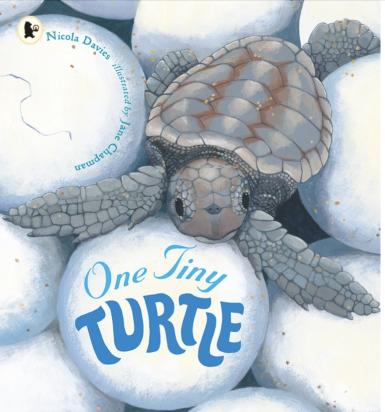 One Tiny Turtle by Nicola Davies - Falcon Boats