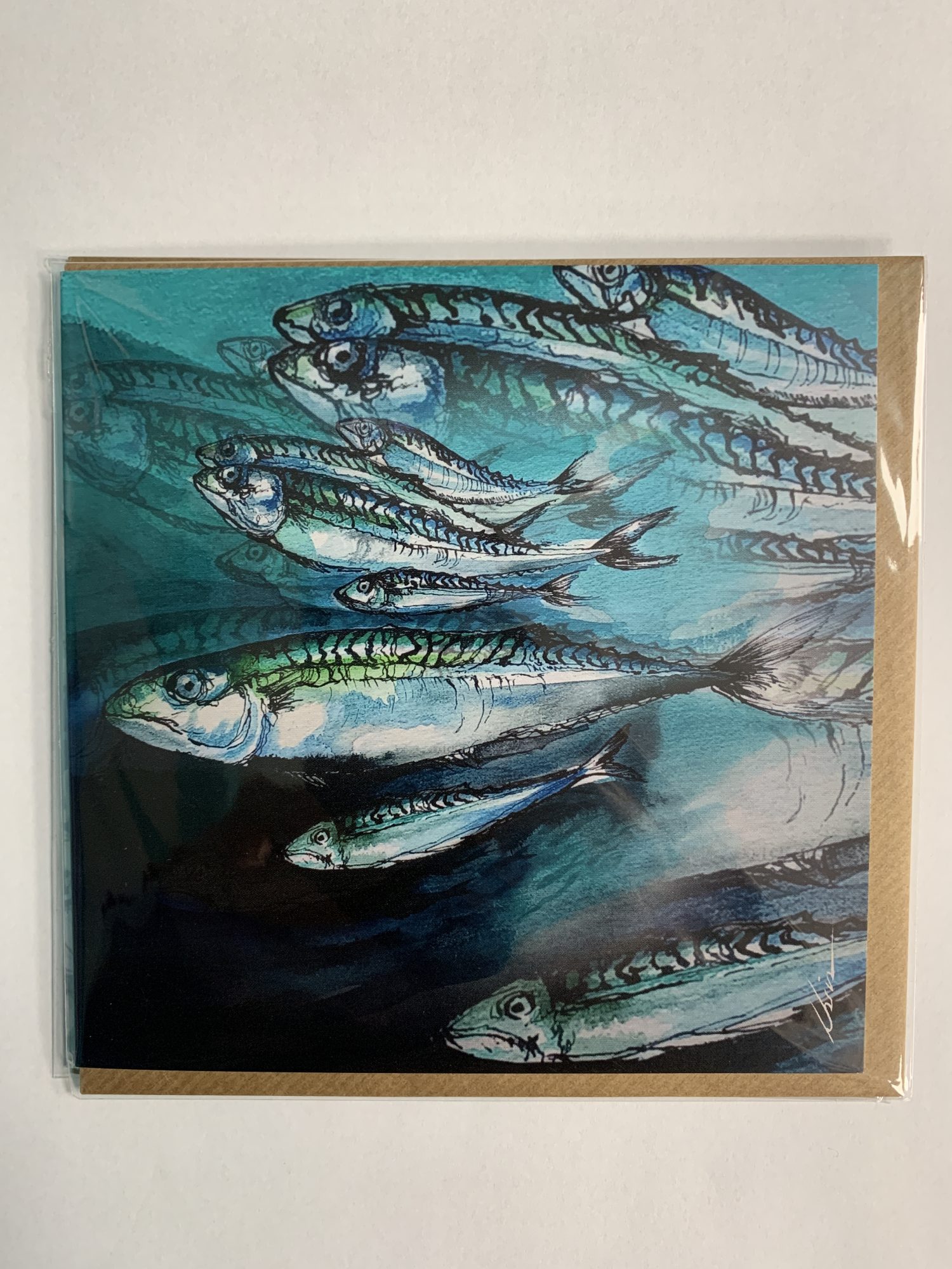 Chris Prosser - 'Abundant Shoal' Atlantic Mackerel - CP - Falcon Boats